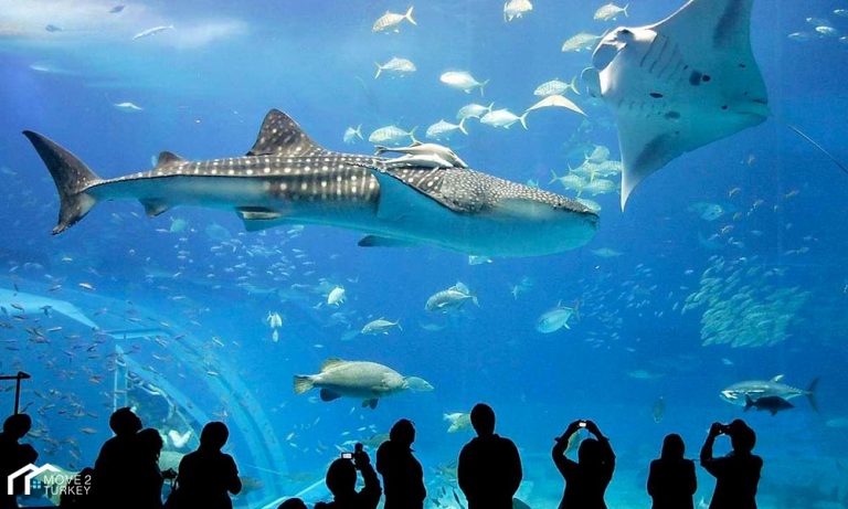 6 Amazing Zoos and Aquariums in Istanbul - Turkey Visa Online