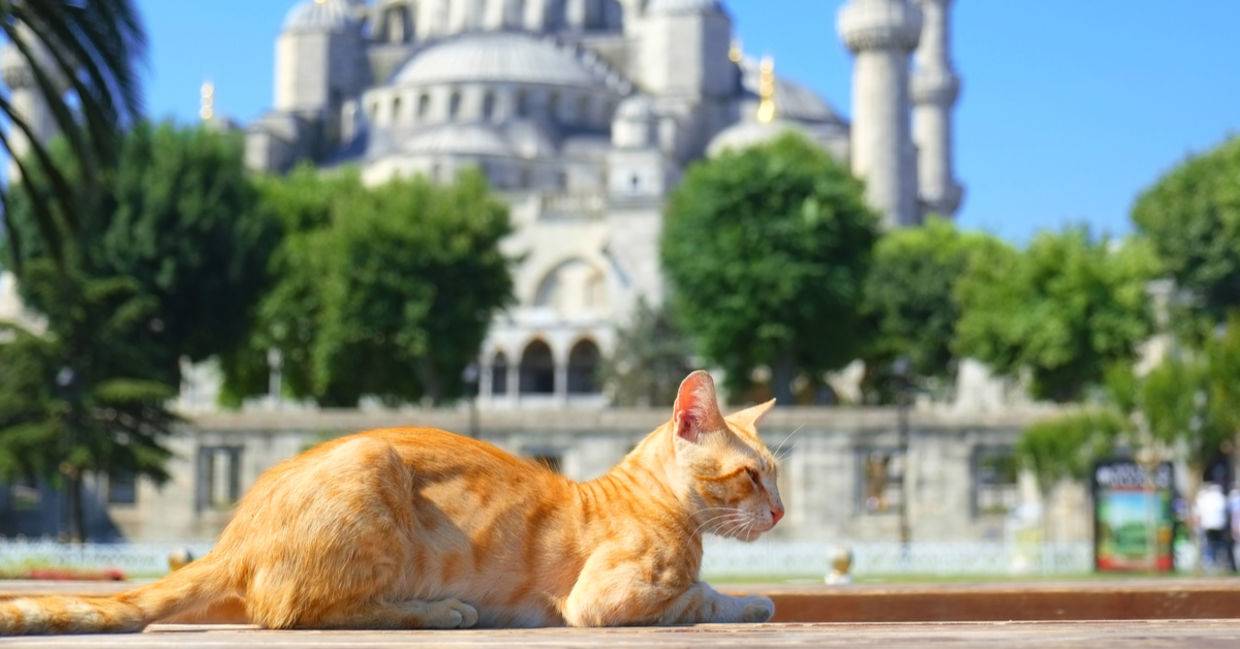 Why Istanbul is known as 'The City of Stray Cats' - Turkey Visa Online