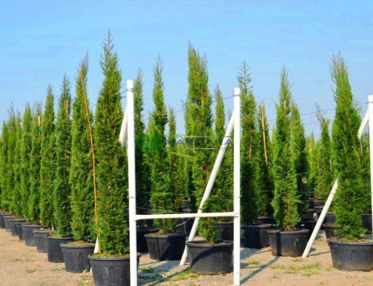 Time to Enjoy 10 Beautiful Trees of Istanbul - Turkey Visa Online