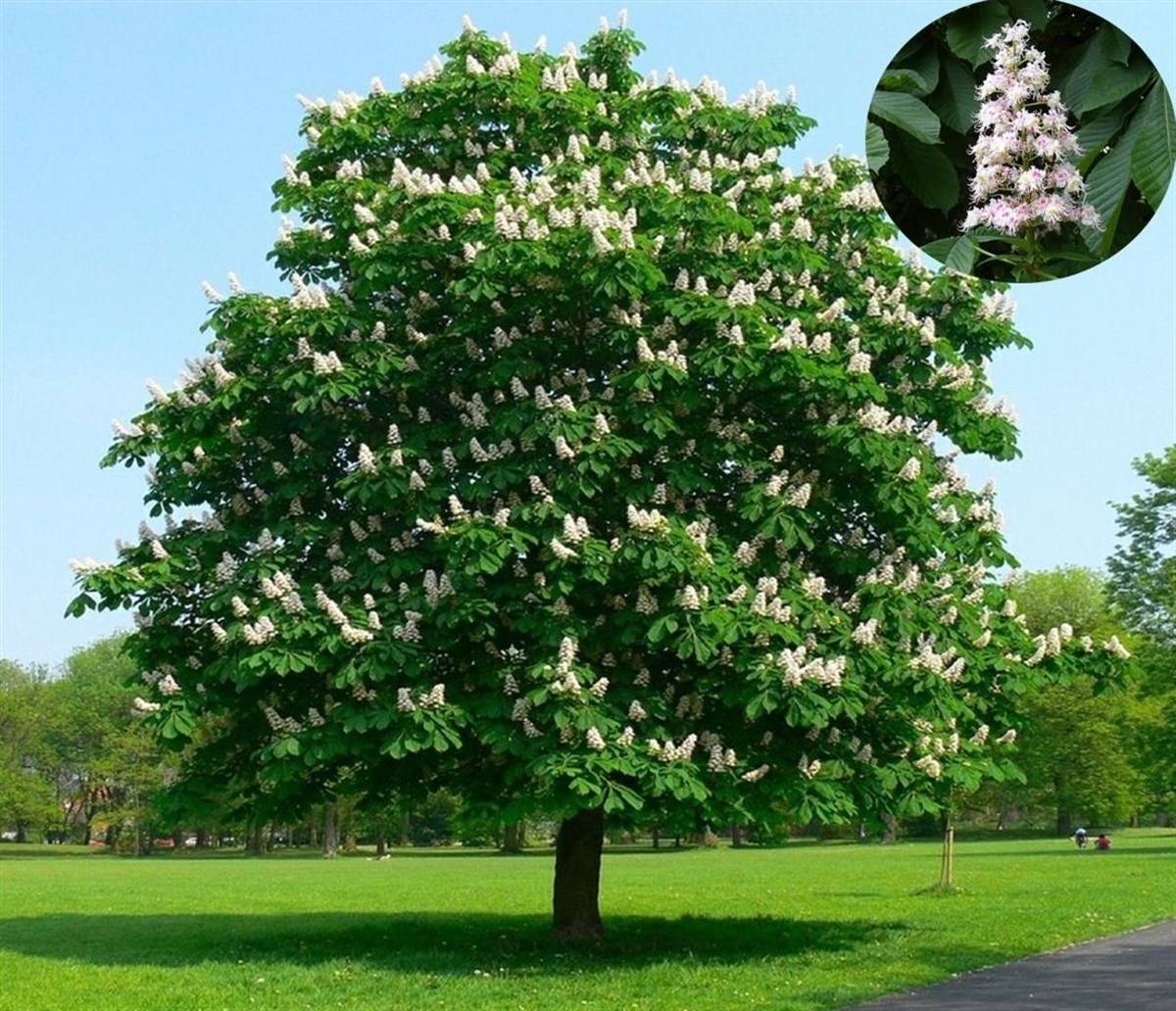 Time to Enjoy 10 Beautiful Trees of Istanbul - Turkey Visa Online