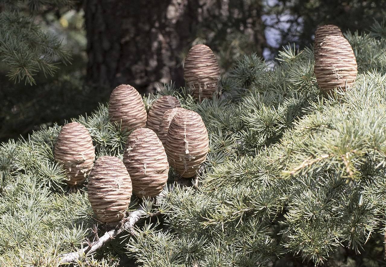 Time to Enjoy 10 Beautiful Trees of Istanbul - Turkey Visa Online